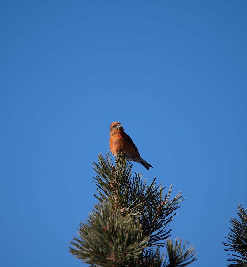 5 Amazing Birds of Banff National Park | Banff & Lake Louise Tourism